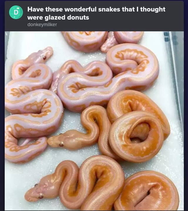 Have these wonderful snakes that I thought were glazed donuts ho I - iFunny