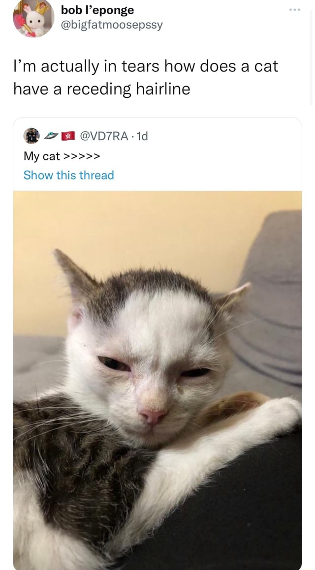 Bob l'eponge I'm actually in tears how does a cat have a receding ...