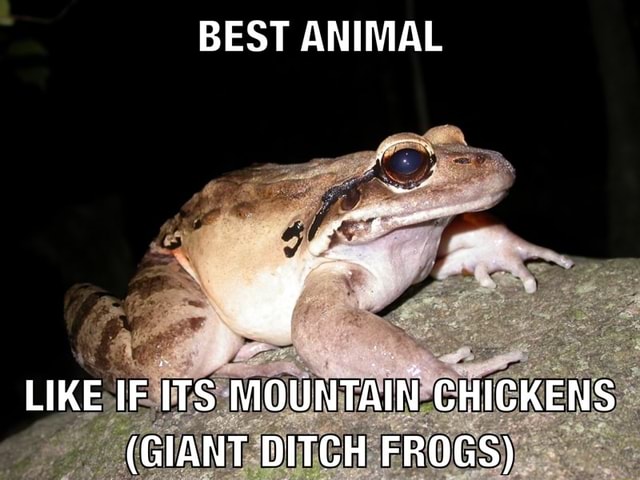 BEST ANIMAL LIKE IF ITS MOUNTAIN CHICKENS (GIANT DITCH FROGS) - iFunny