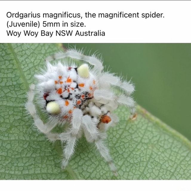 Ordgarius magnificus, the magnificent spider. (Juvenile) in size. Woy ...