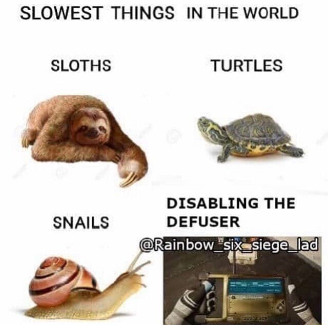 SLOWEST THINGS IN THE WORLD SLOTHS TURTLES DISABLING THE SNAILS DEFUSER ...