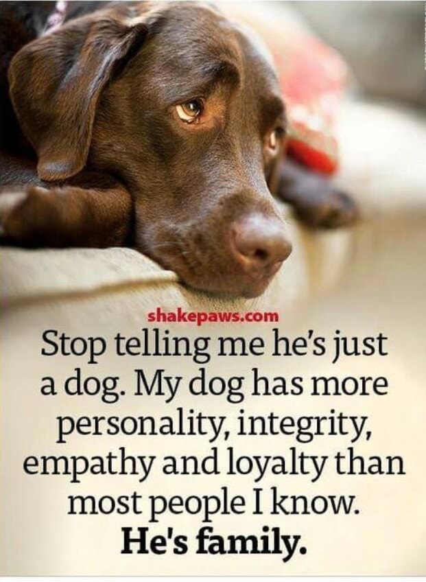 Shakepaws.co Stop telling me he's just a dog. My dog has more ...