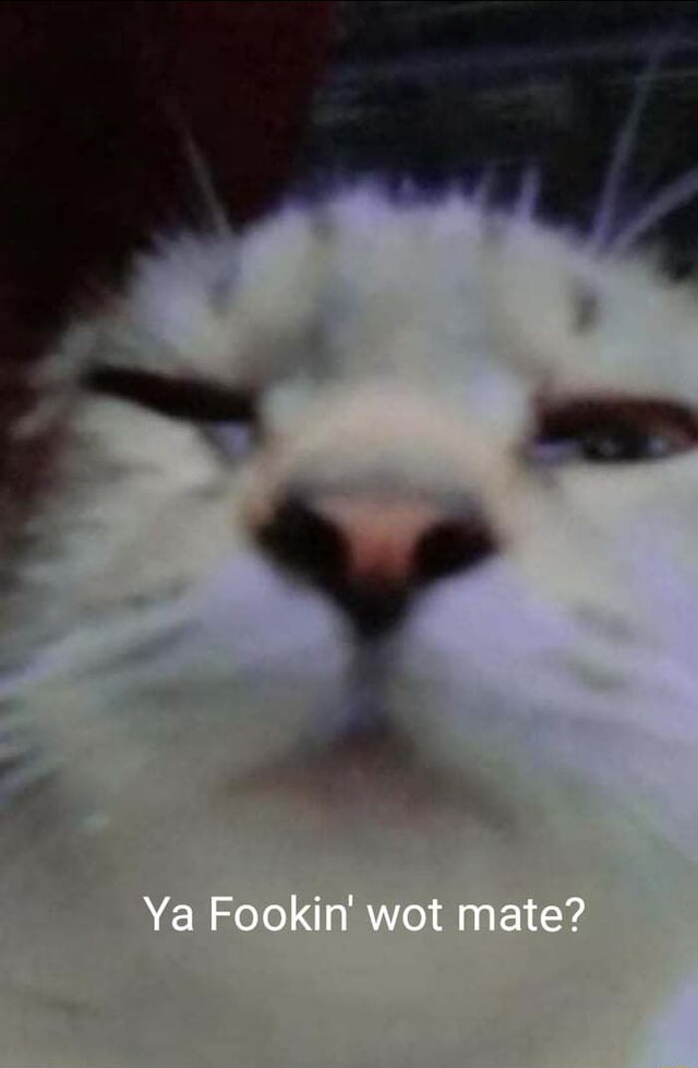 Ya Fookin' wot mate? - iFunny