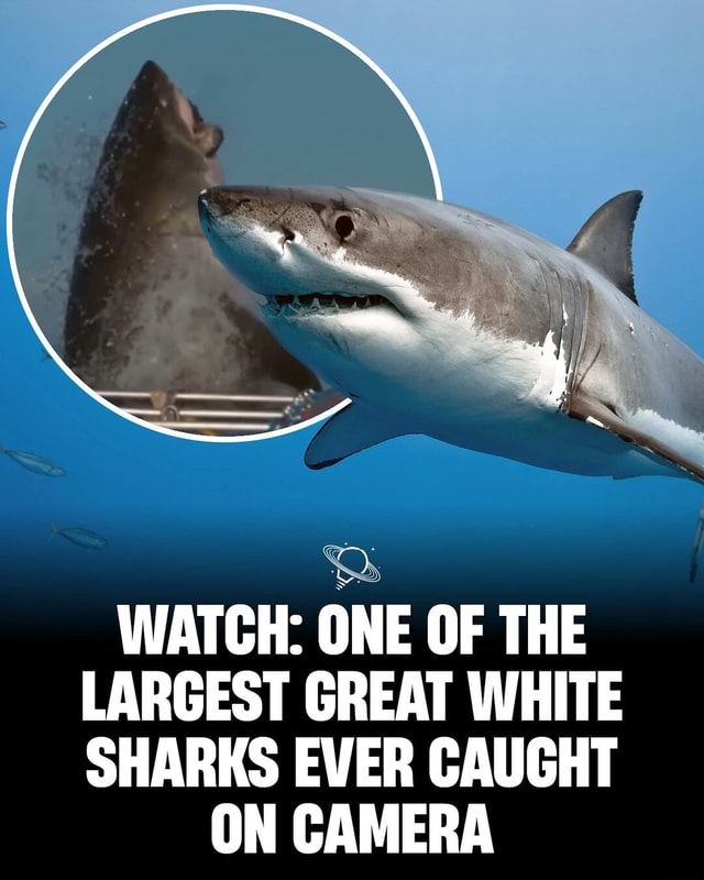 Check out one of the largest great white sharks ever recorded leap out ...