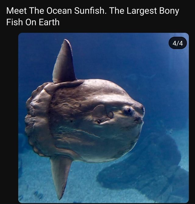 Meet The Ocean Sunfish. The Largest Bony Fish On Earth - America’s best ...