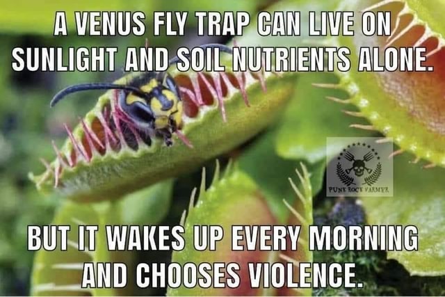 A VENUS FLY TRAP CAN LIVE ON SUNLIGHT AND SOIL NUTRIENTS ALONE. BUT IT ...