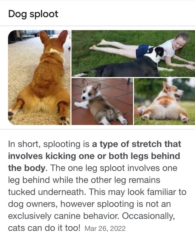 Dog sploot I In short, splooting is a type of stretch that involves ...