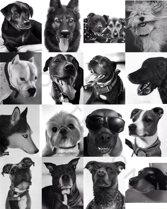 Collage of dog portraits I've drawn over the years (pencils on paper ...