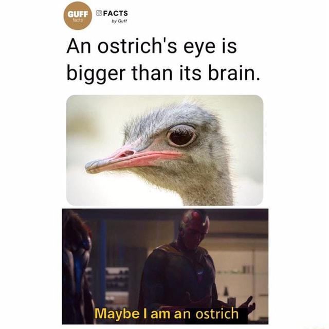 Out An ostrich's eye is bigger than its brain. Maybe lam an ostrich ...