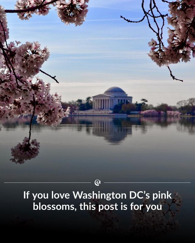 Washington DC comes alive with the delicate beauty of pink blossoms in ...