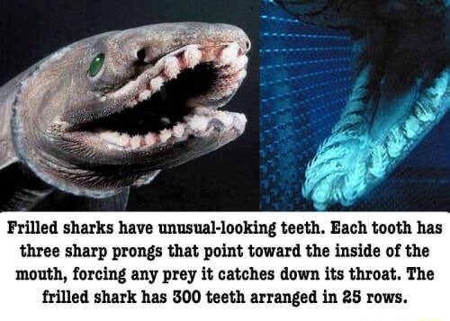 Frilled sharks have unusual-looking teeth. Each tooth has three sharp ...