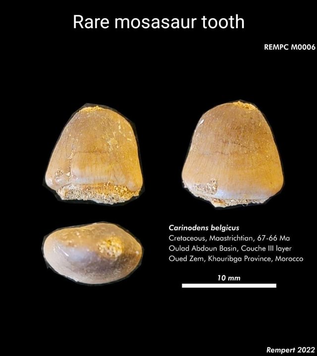 Rare mosasaur tooth REMPC M0006 Carinodens belgicus Cretaceous, Maastrichtian, 67-66 Ma Oulad ...