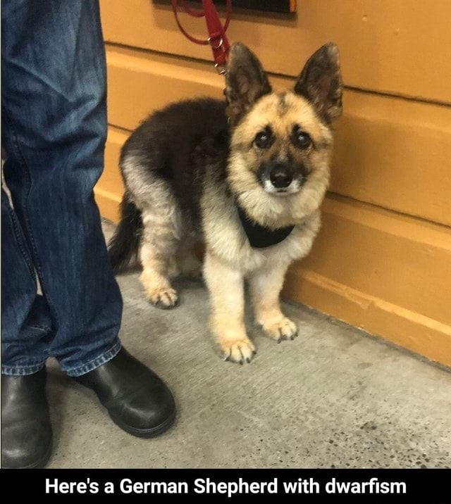 Here's a German Shepherd with dwarfism - Here's a German Shepherd with ...