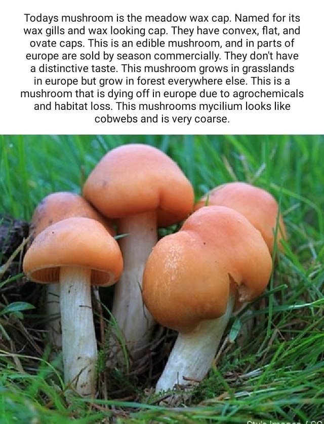 Todays mushroom is the meadow wax cap. Named for its wax gills and wax ...