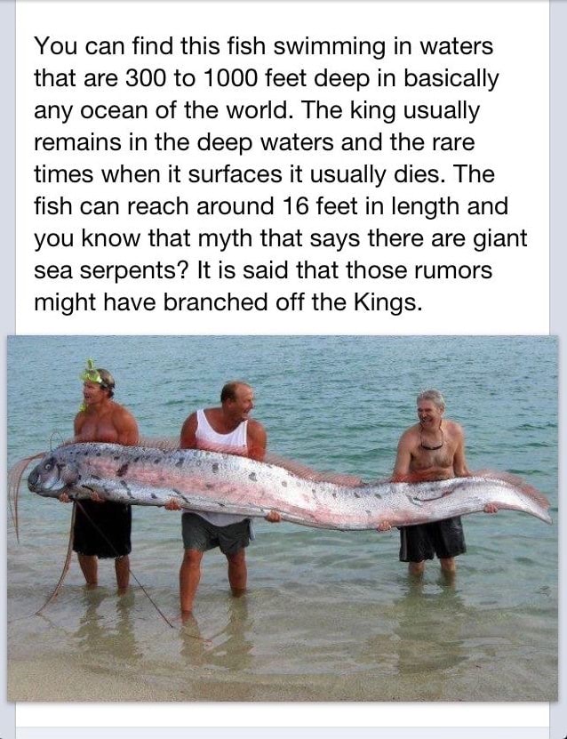 You can find this fish swimming in waters that are 300 to 1000 feet ...