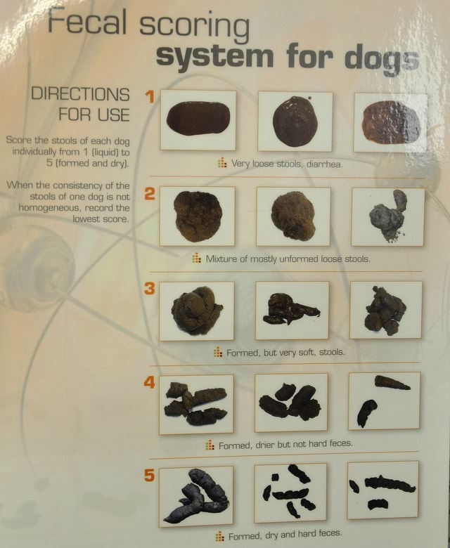 and can you imagine the trophy? - Fecal scoring system for dog ...