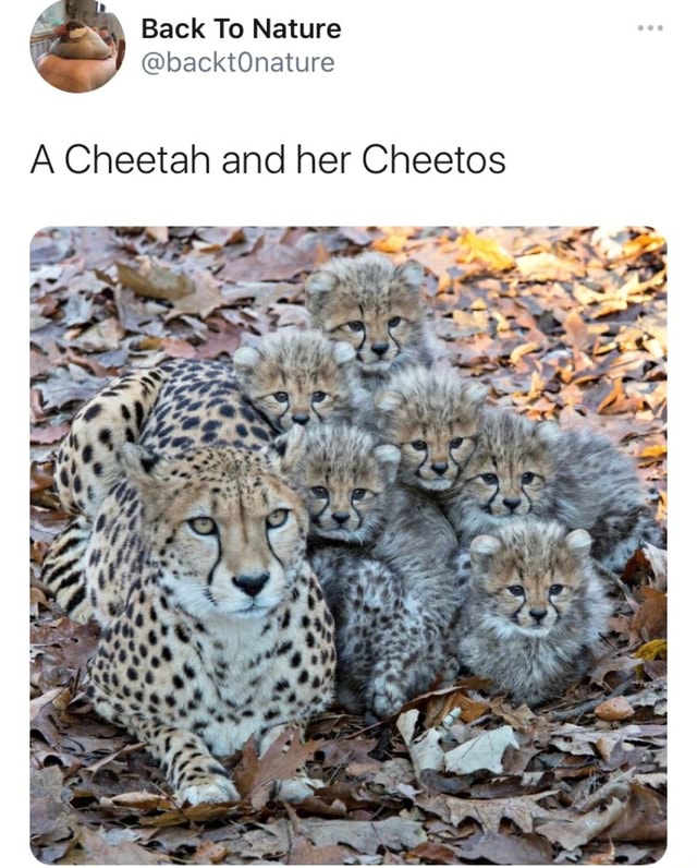 Back To Nature @backtOnature A Cheetah and her Cheetos \_al - iFunny