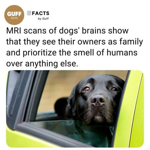 GUFF FACTS by Gutt MRI scans of dogs' brains show that they see their ...
