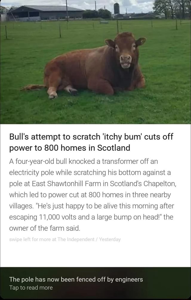 Bull's attempt to scratch 'itchy bum' cuts off power to 800 homes in ...