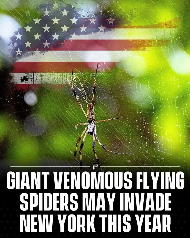 Giant venomous Joro spiders, with 4-inch legs, may invade the New York ...