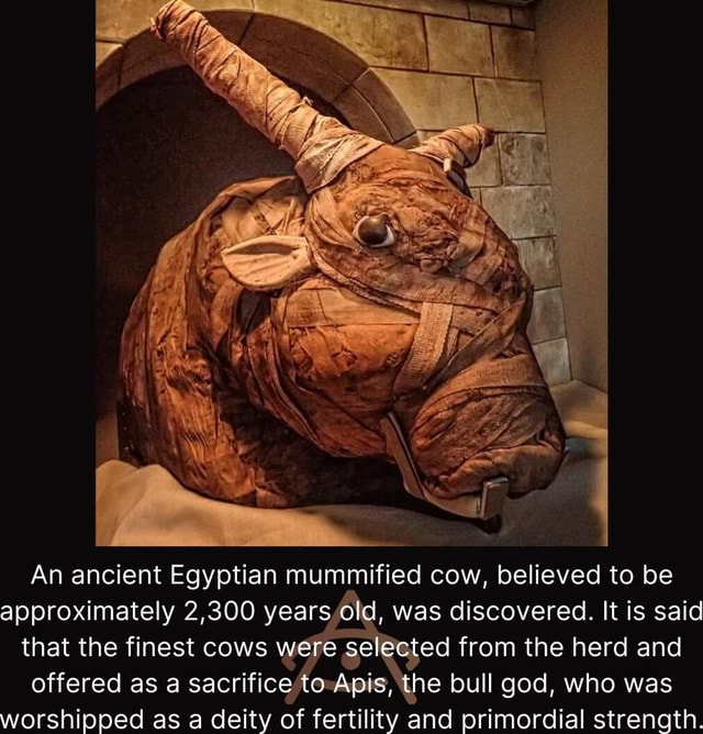 An ancient Egyptian mummified cow, believed to be approximately 2,300 ...