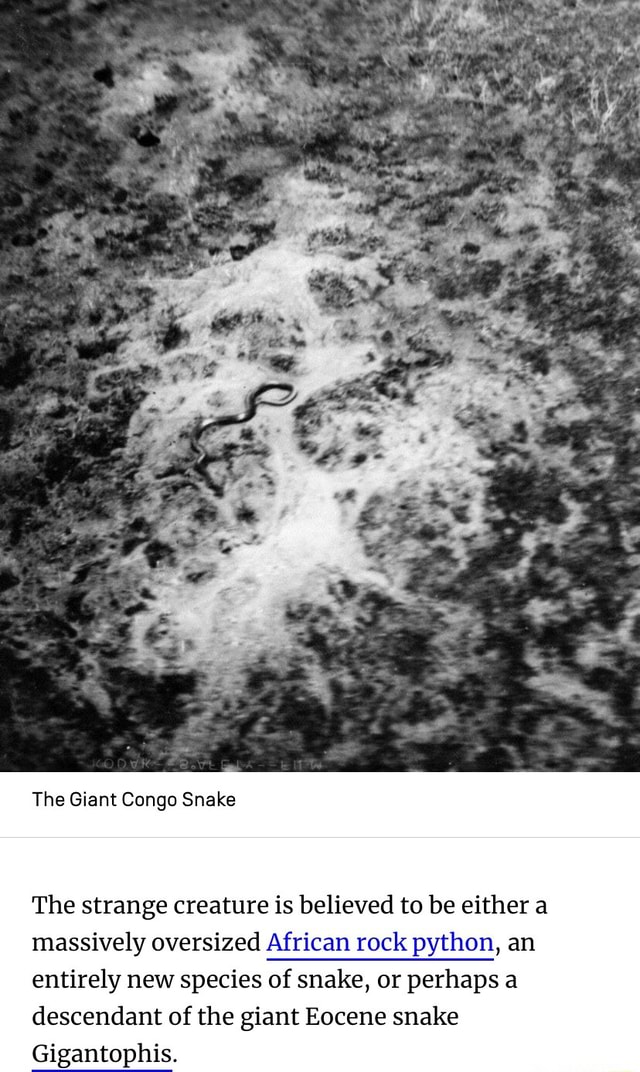 The Giant Congo Snake The strange creature is believed to be either a ...