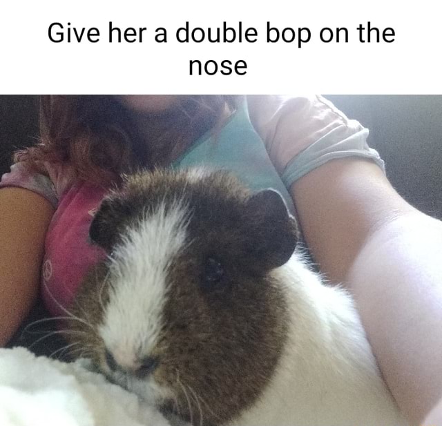 Give her a double bop on the nose - iFunny