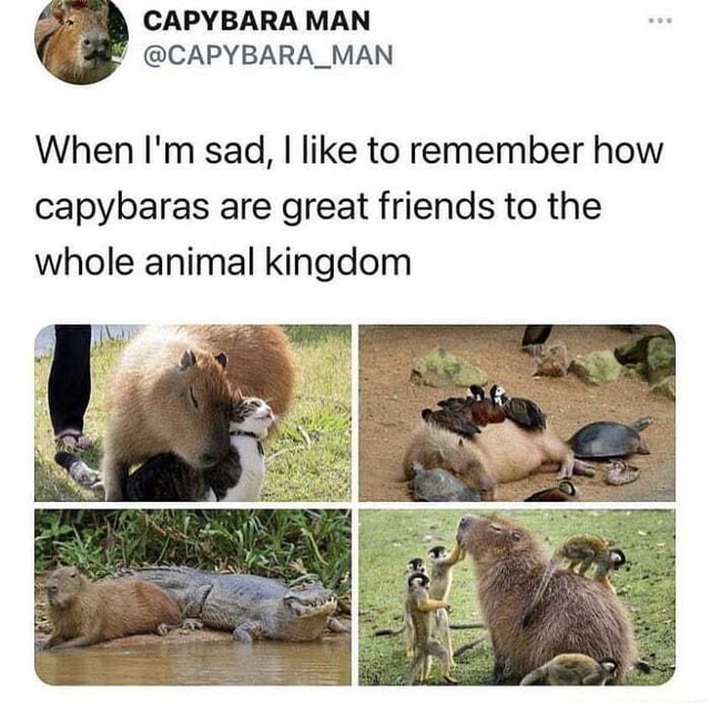 Capybara ms (*´꒳`*) - CAPYBARA MAN @CAPYBARA_MAN When I'm sad, I like ...