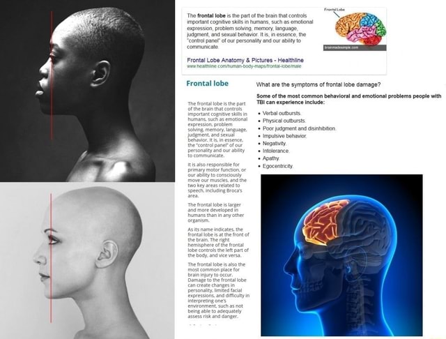 The frontal lobe is the part of the brain that controls, important ...