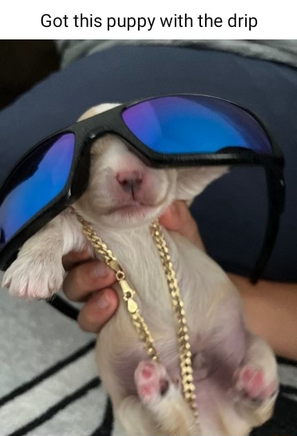 Got this puppy with the drip - iFunny