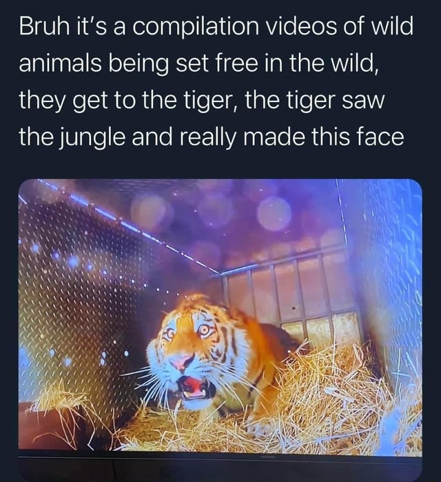 Bruh it's a compilation videos of wild animals being set free in the ...