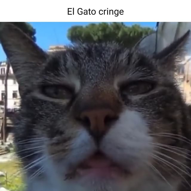 El Gato cringe - iFunny