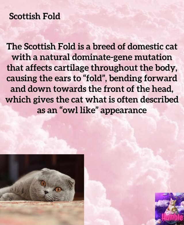 Scottish Fold The Scottish Fold is a breed of domestic cat with a ...
