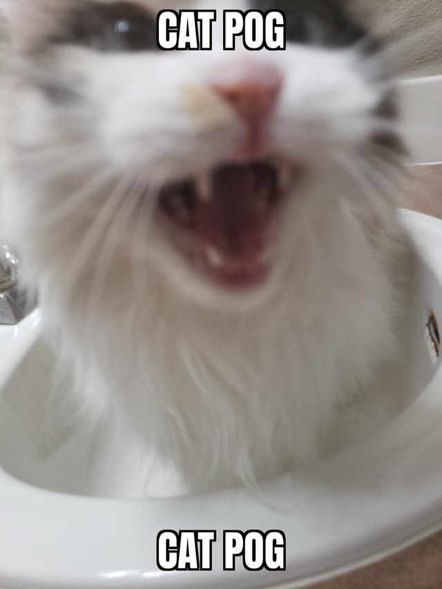 CAT POG _ CAT POG - iFunny