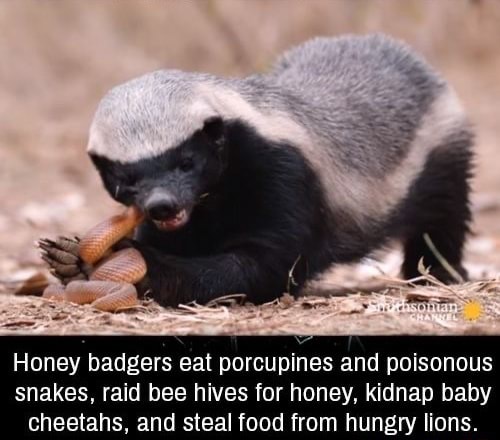 Honey badgers eat porcupines and poisonous snakes, raid bee hives for ...