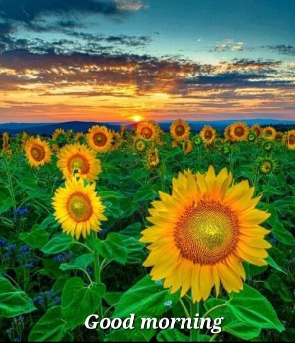 SSS= Good morning - America’s best pics and videos