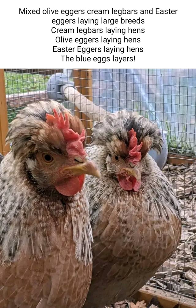Mixed olive eggers cream legbars and Easter eggers laying large breeds ...
