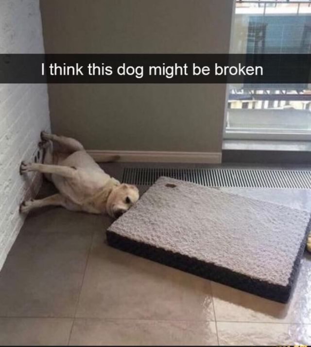 Al I think this dog might be broken - iFunny