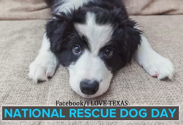 NATIONAL RESCUE DOG DAY is proudly observed annually on MAY 20 to bring ...