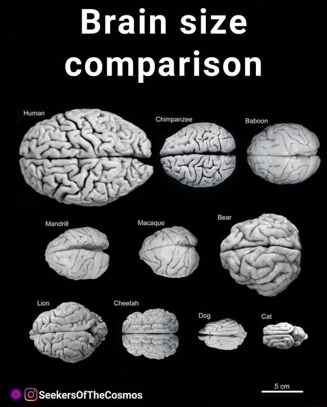 Brain size comparison Cheetah SeekersOfTheCosmos - iFunny