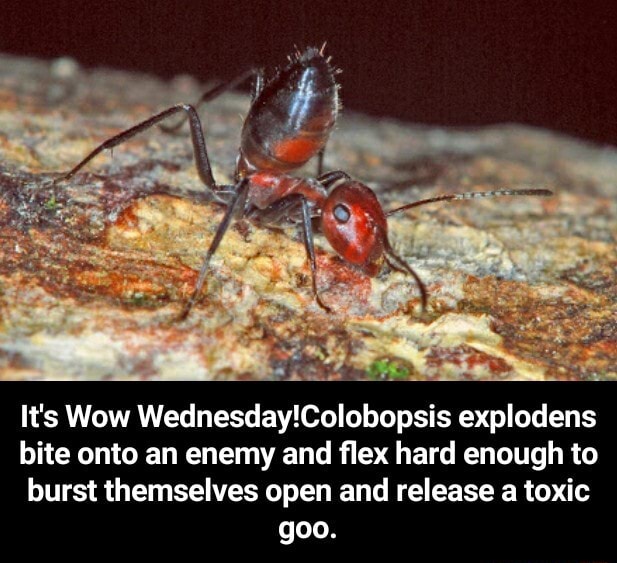 Its Wow Wednesday!Colobopsis explodens bite onto an enemy and flex hard ...