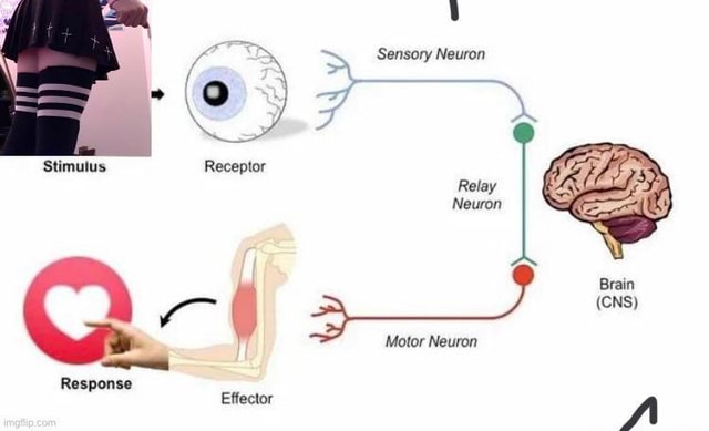 Neuron activated - Neuron activated Sensory Neuron Stimulus Receptor ...