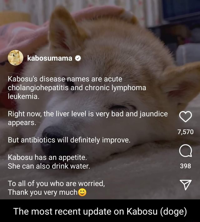 Kabosumama Kabosu's disease names are acute cholangiohepatitis and chronic lymphoma leukemia ...