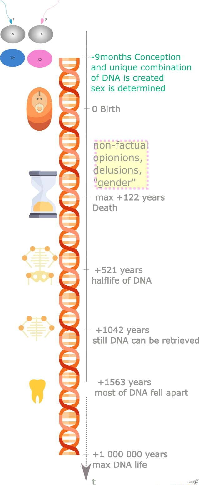 And unique combination of DNA is created sex is determined -9months ...