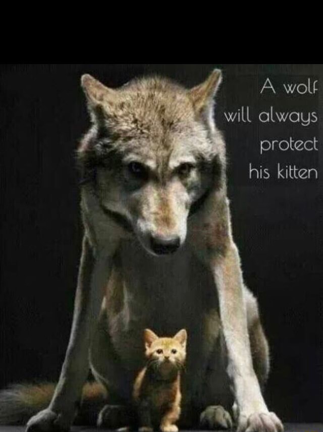 A wolf will always protect his kitten - iFunny