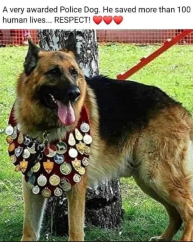 A very awarded Police Dog. He saved more than 100 human lives ...