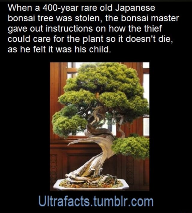When a 400-year rare old Japanese bonsai tree was stolen, the bonsai ...