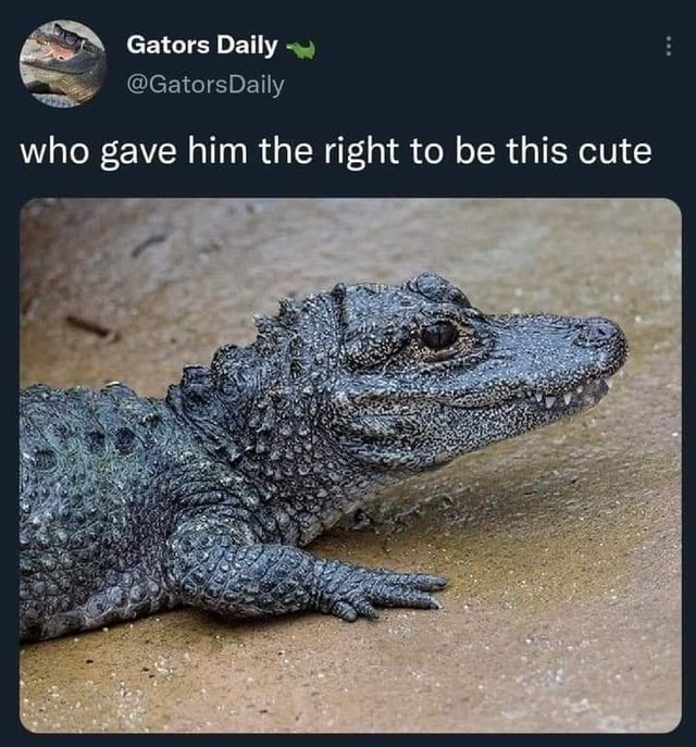 Gators Daily @GatorsDaily who gave him the right to be this cute - iFunny