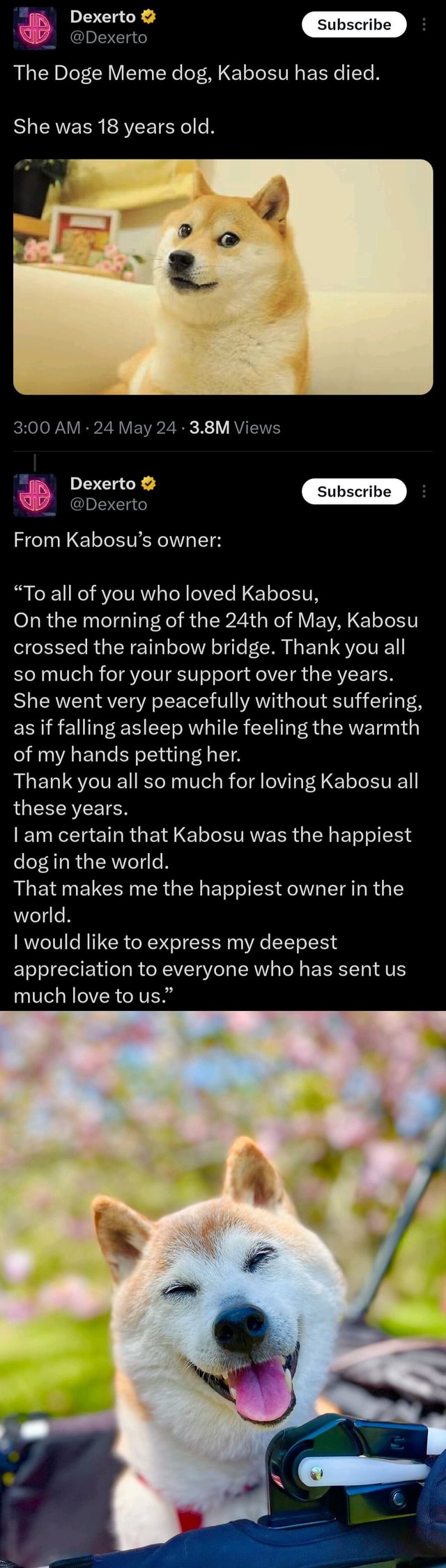 The Doge Meme dog, Kabosu has died. She was 18 years old. AM - 24 May ...