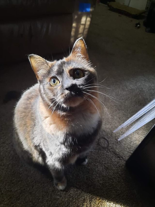 Hey cat peeps! Please leave a gif or comment if you can see this post ...